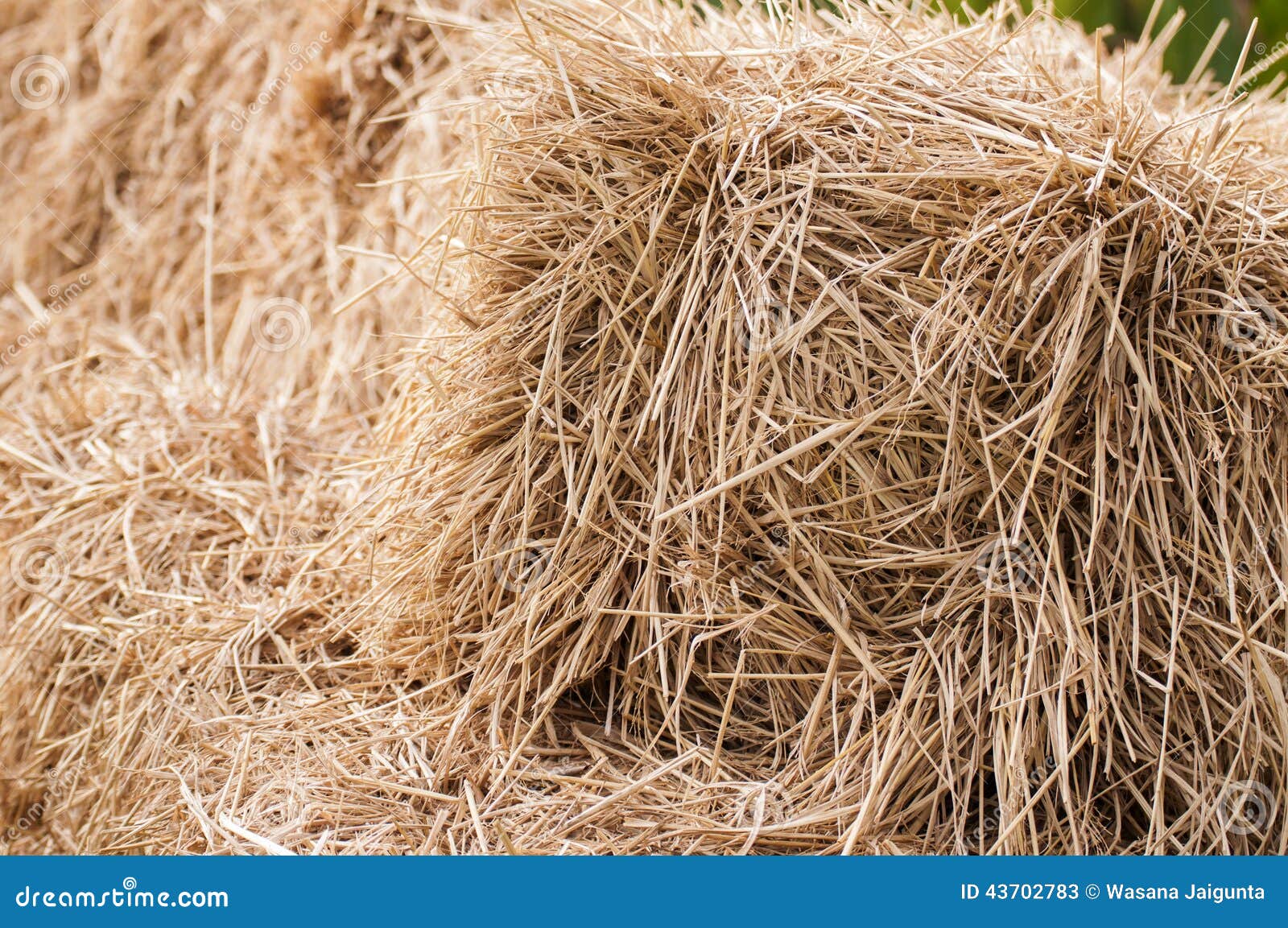 Dry straw stock image. Image of gold, haystack, scene - 43702783