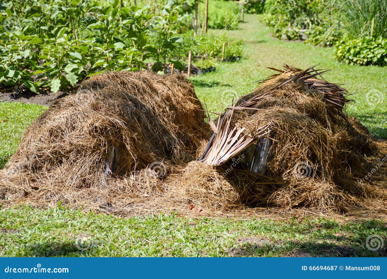 Dry straw stock image. Image of native, outdoor, country - 66694687