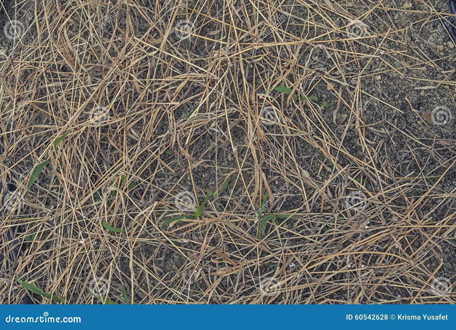 Dry Straw Scattered Texture Stock Photo - Image of cutting, irregular ...