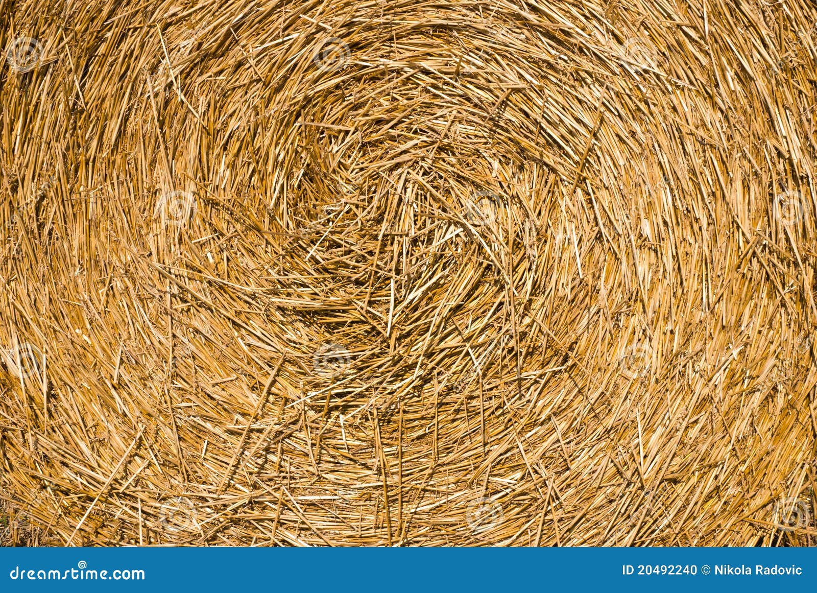 Dry straw texture stock photo. Image of nature, closeup - 20492240