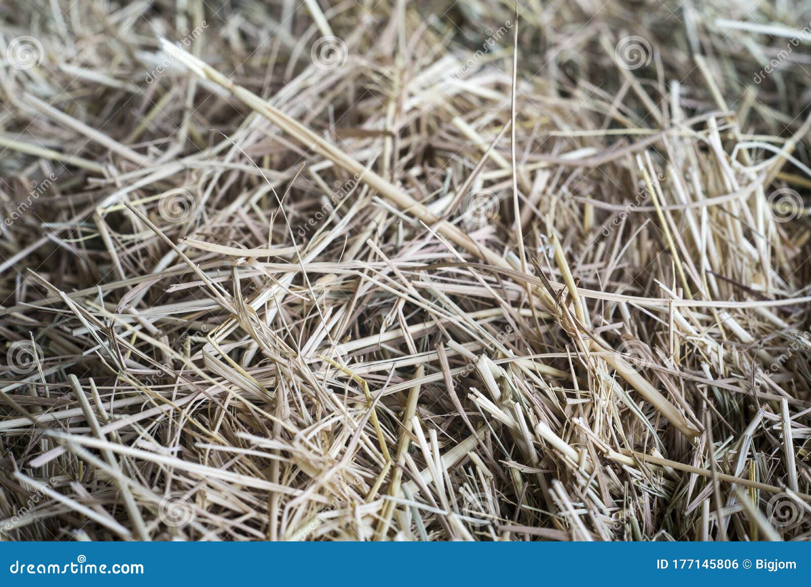 Dry Yellow Straw Grass Background Texture After Harvest. Hay Texture ...