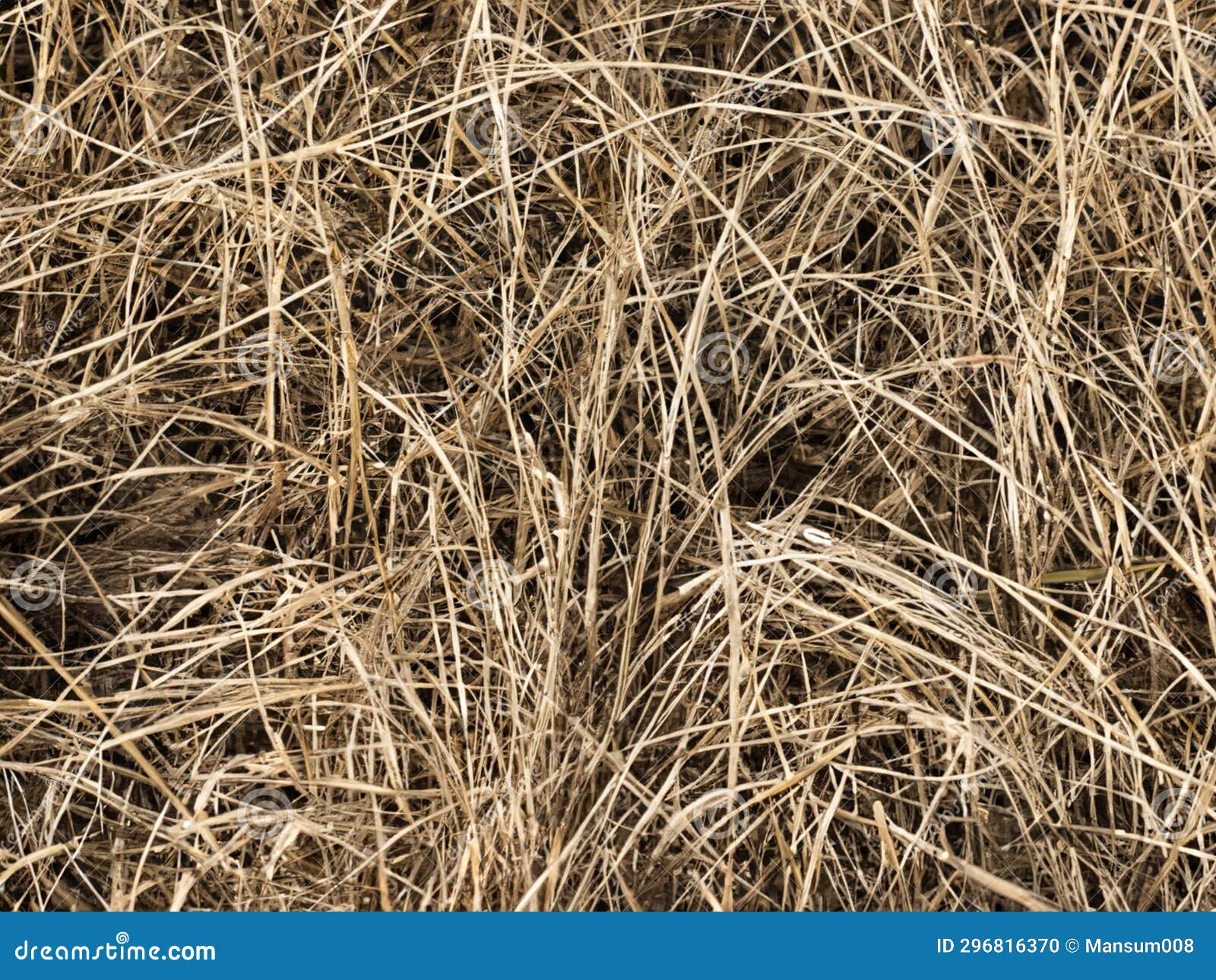 Dry Straw Texture. Background for Design. Dry Straw Stock Photo - Image ...