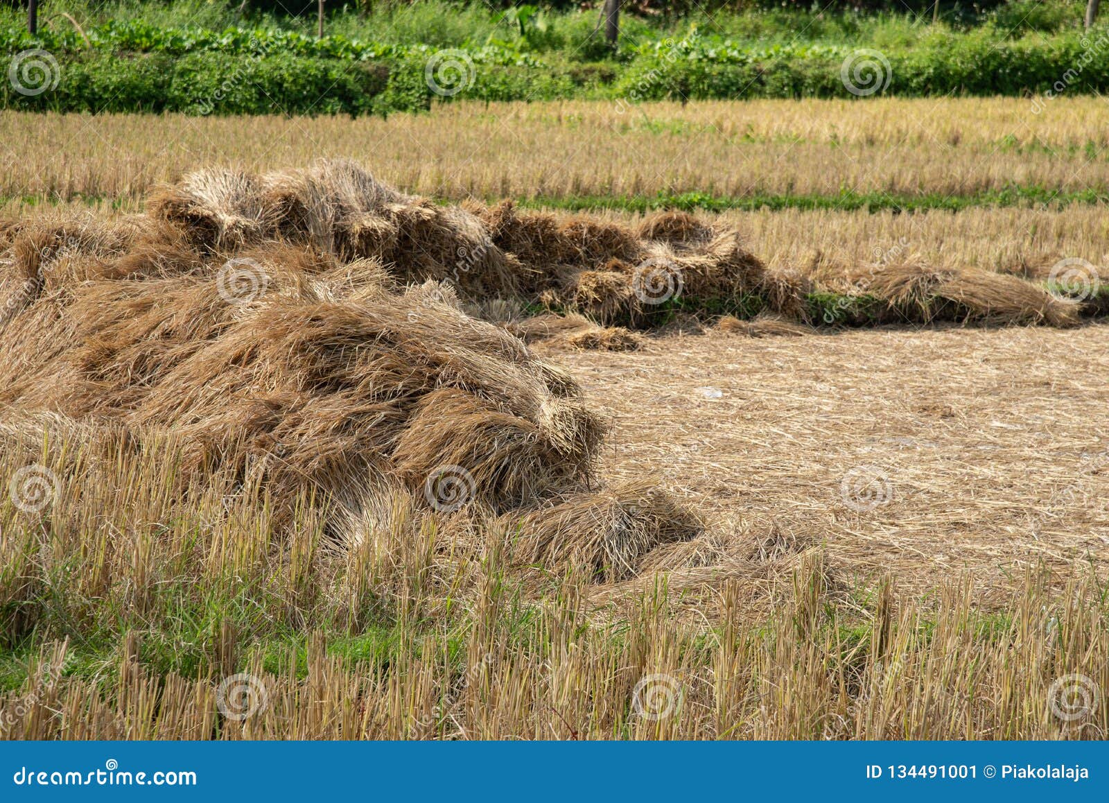 Dry Straw Texture Background in the Rice Field Stock Image - Image of ...