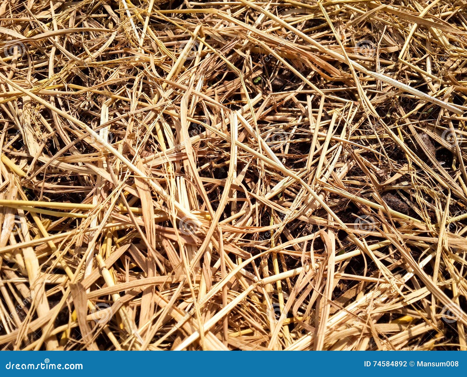 Dry straw texture stock photo. Image of mulched, texture - 74584892