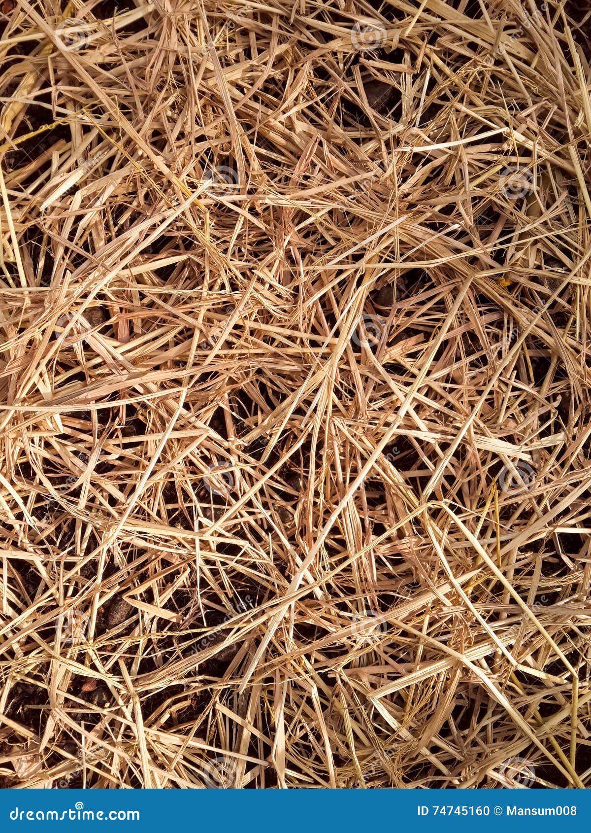 Dry straw texture stock photo. Image of hayloft, haystack - 74745160