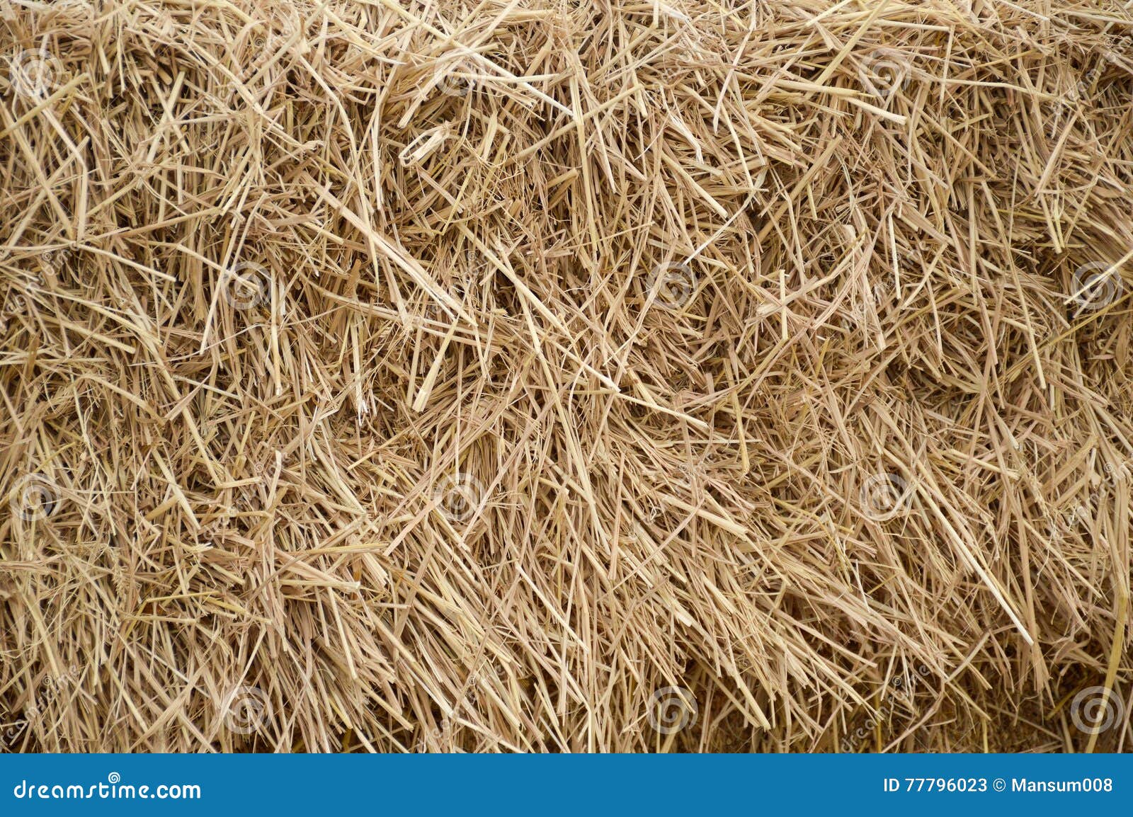 Dry straw texture stock image. Image of stem, hayloft - 77796023