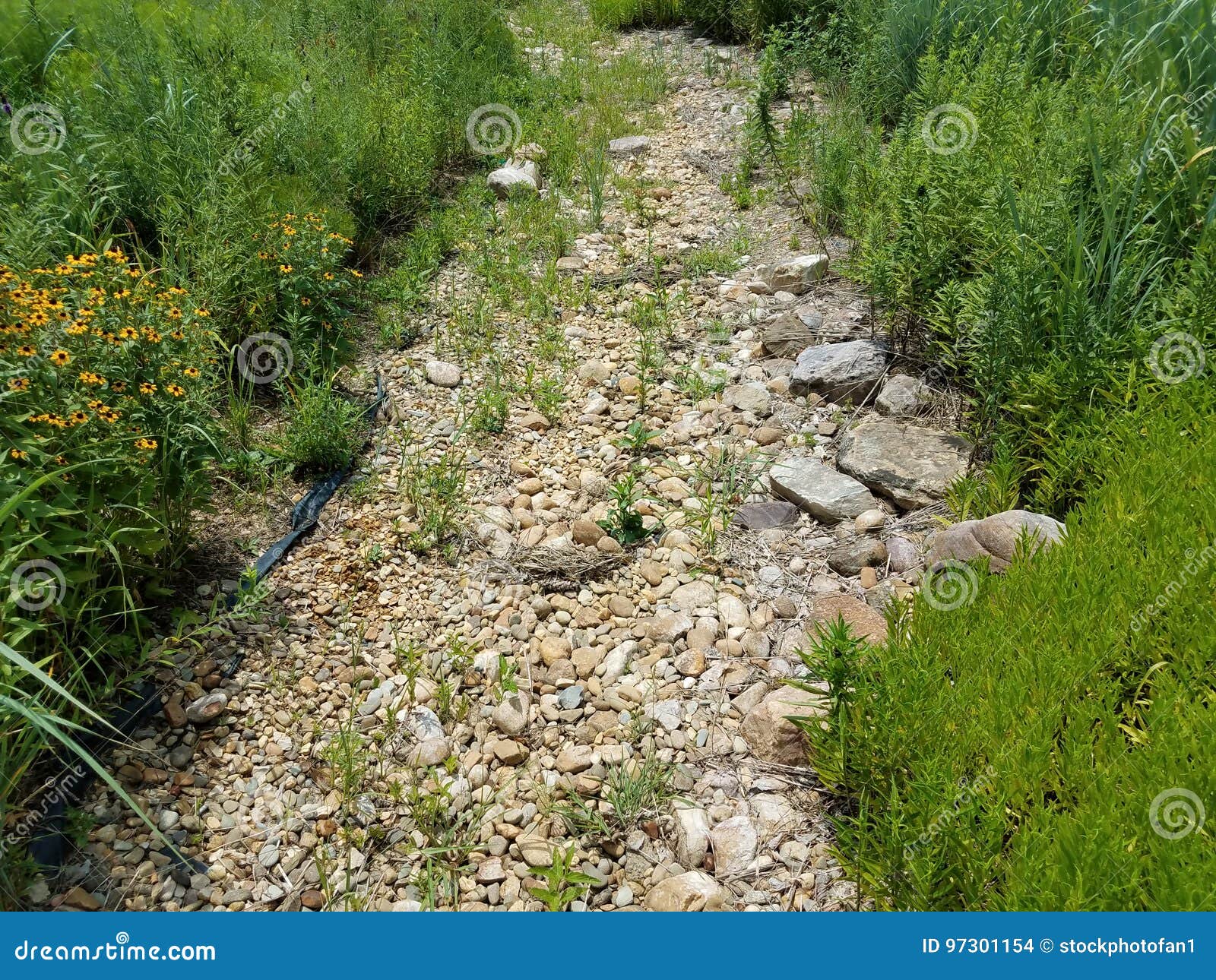 Dry Stream Bed with Rocks and Plants Stock Photo - Image of weeds ...