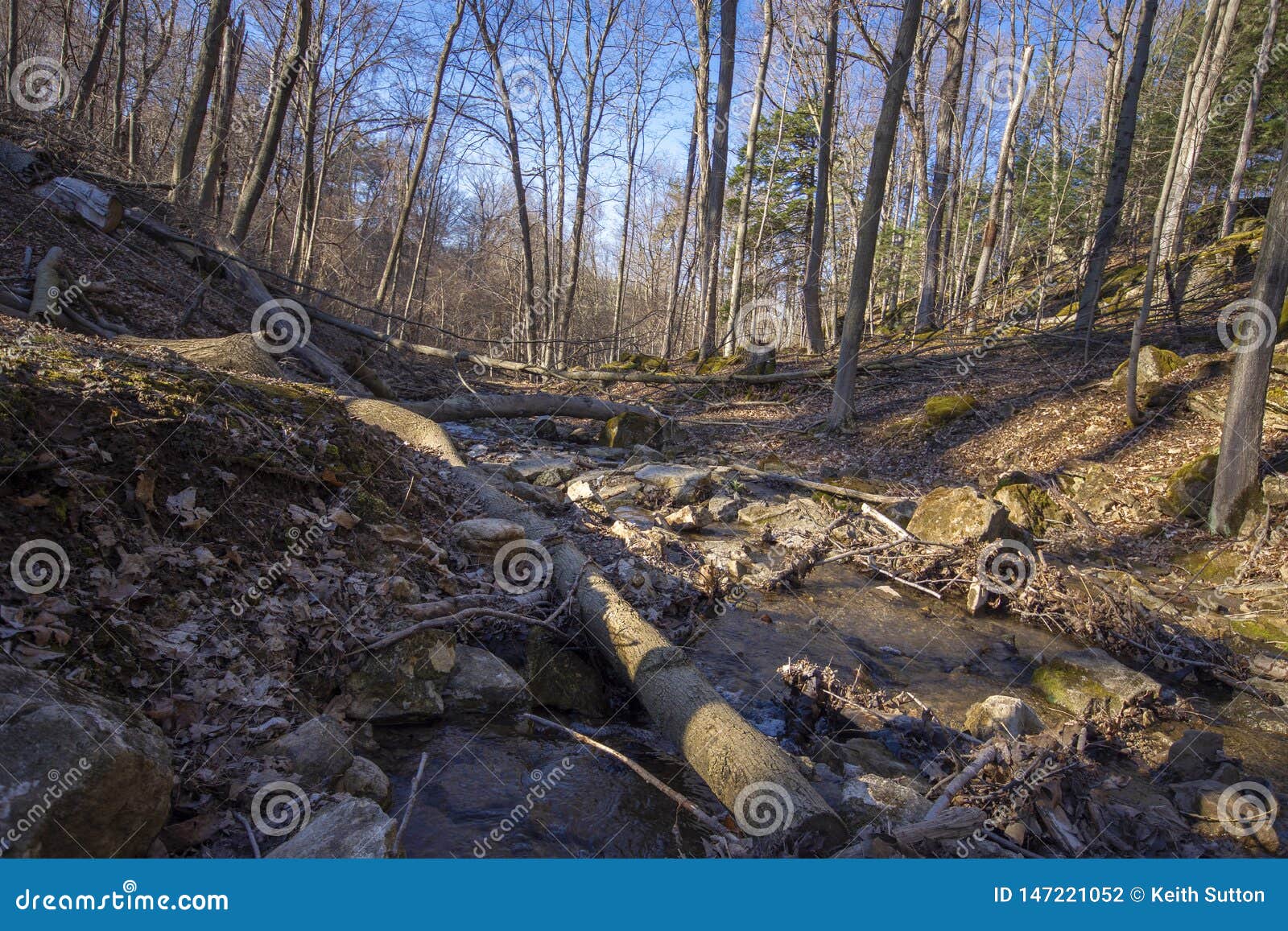 Dry Stream in Forest in Spring Stock Photo - Image of forest, chalet ...