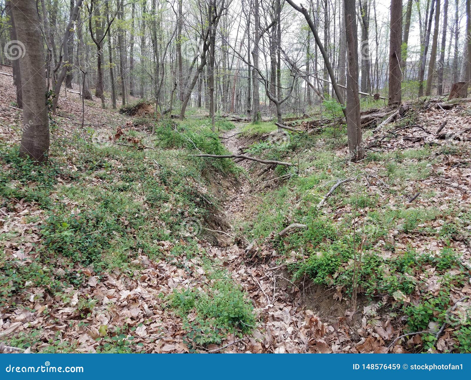 Dry Stream in Forest or Woods with Trees and Plants Stock Image - Image ...