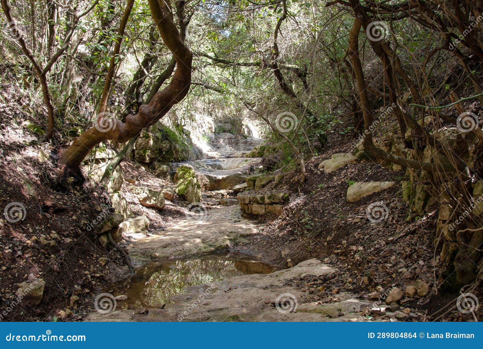 Dry Stream in Summer Forest, Israel Stock Photo - Image of israel ...