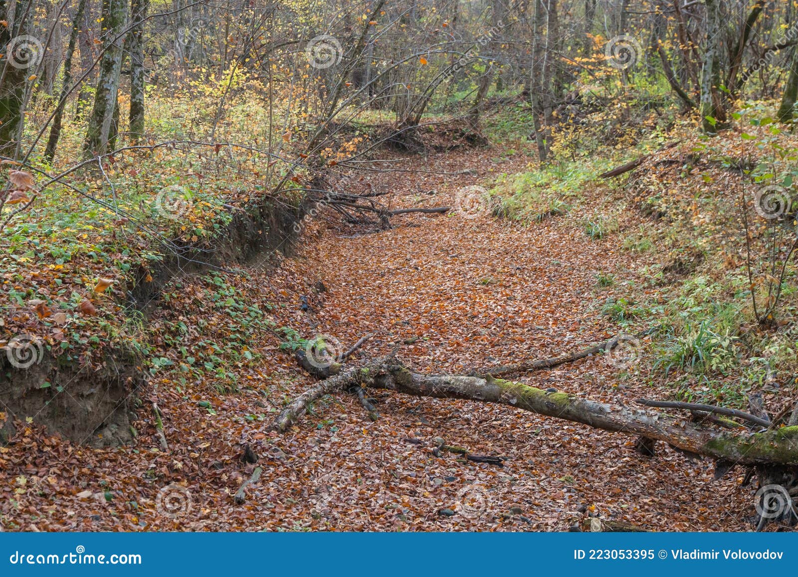 A Dry Streambed in the Forest Covered with Fallen Leaves Stock Image ...