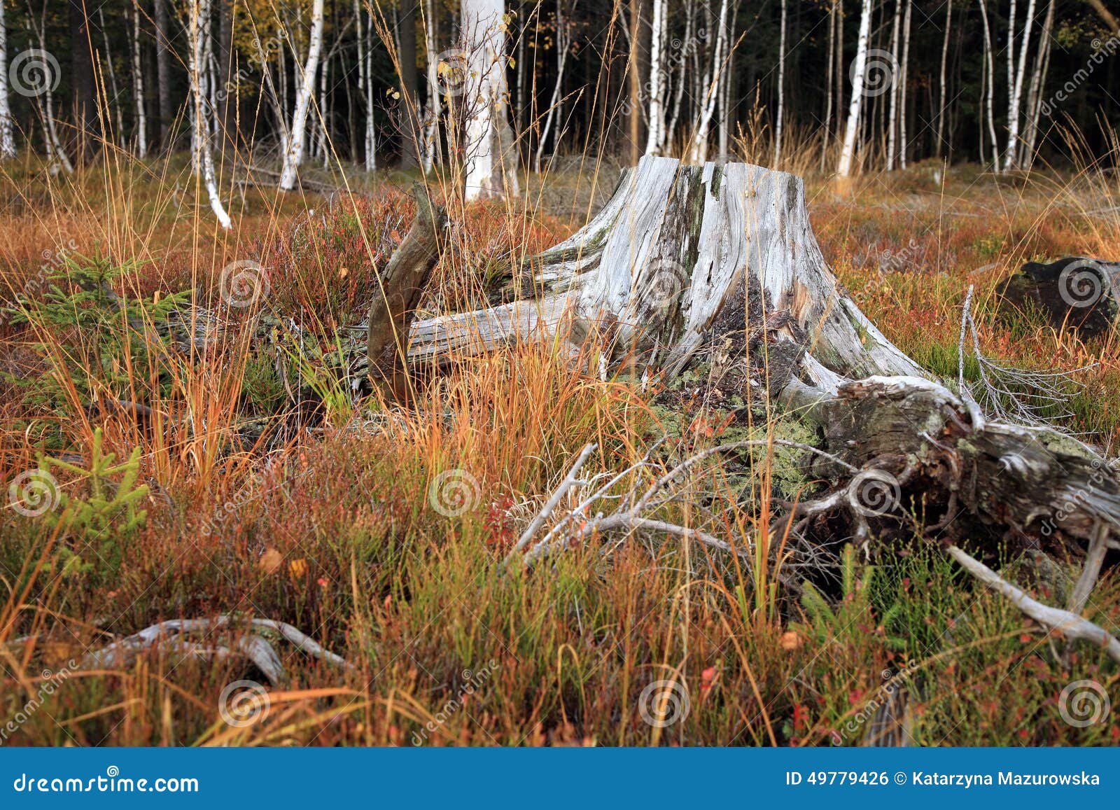 Dry stump. stock photo. Image of ground, leaf, fall, golden - 49779426