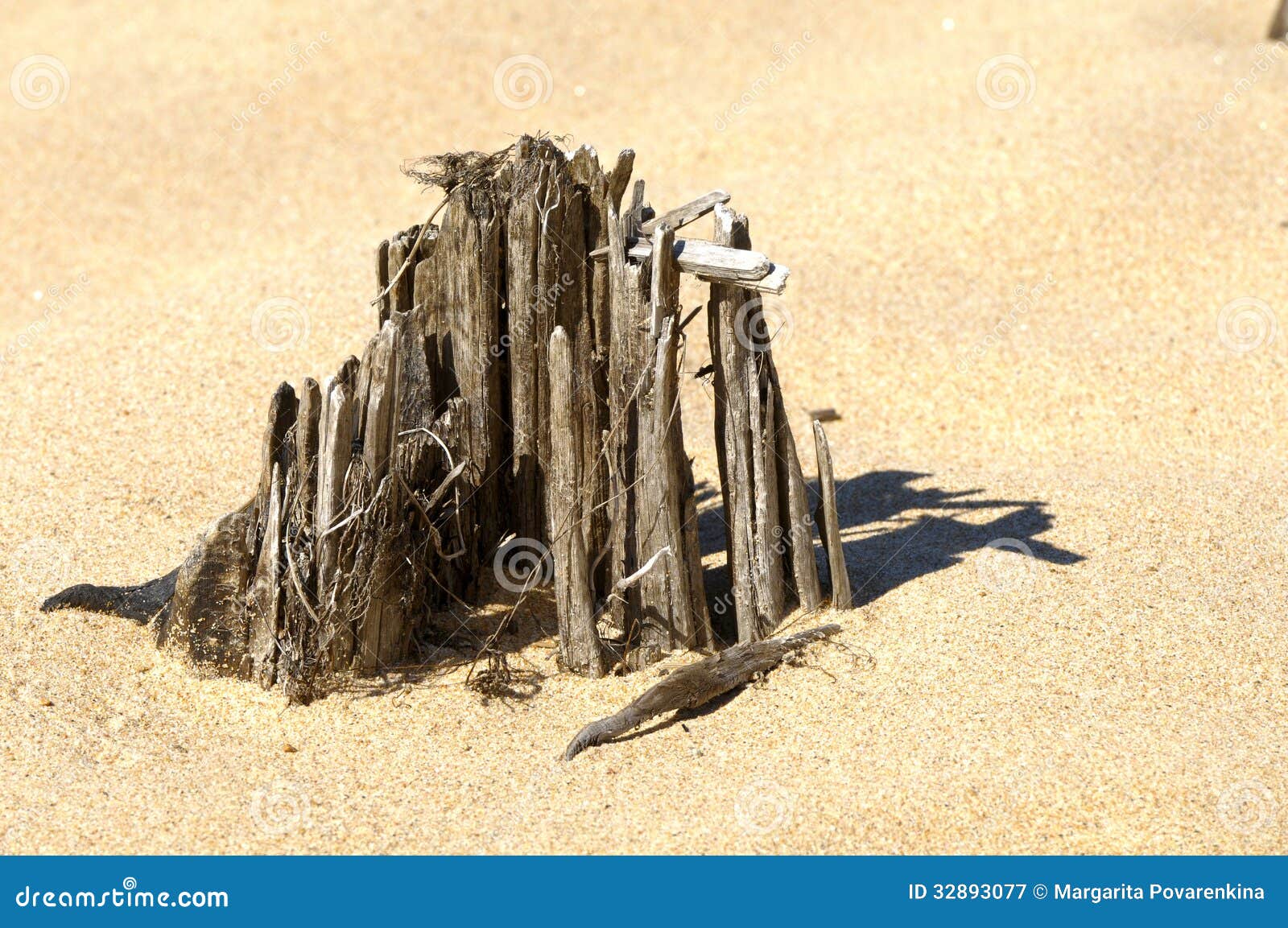 Dry stump stock image. Image of climate, dead, form, desert - 32893077