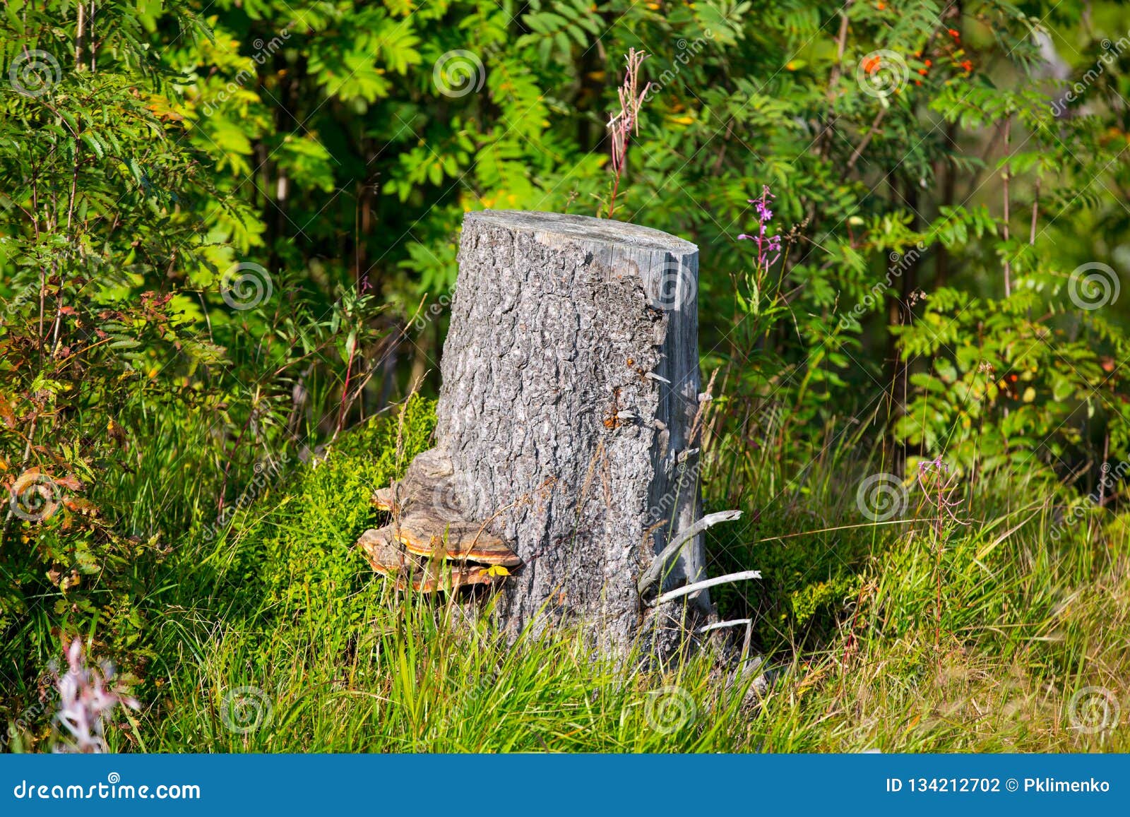 Dry stump in forest stock photo. Image of summer, season - 134212702