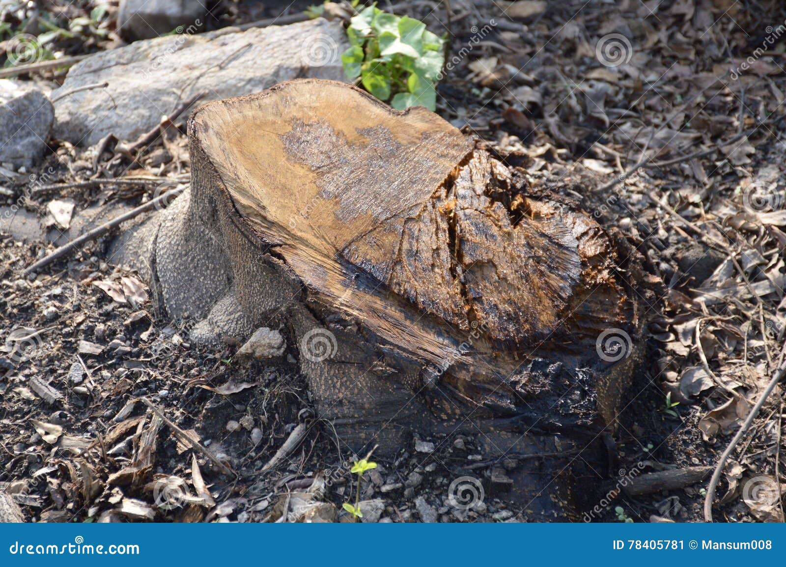 Dry stump on the ground stock image. Image of natural - 78405781
