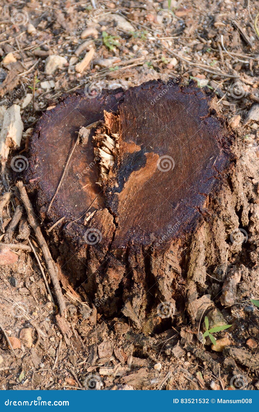 Dry stump on the ground stock photo. Image of nature - 83521532