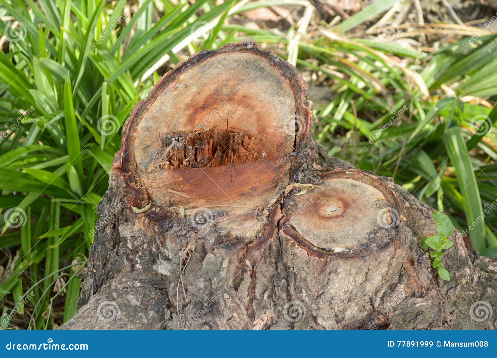 Dry Stump on the Ground in Nature Garden Stock Image - Image of wood ...