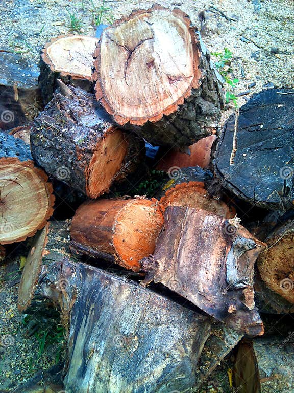 Dry Stump Stack of Wood Trees Cut Down. Stock Image - Image of wood ...