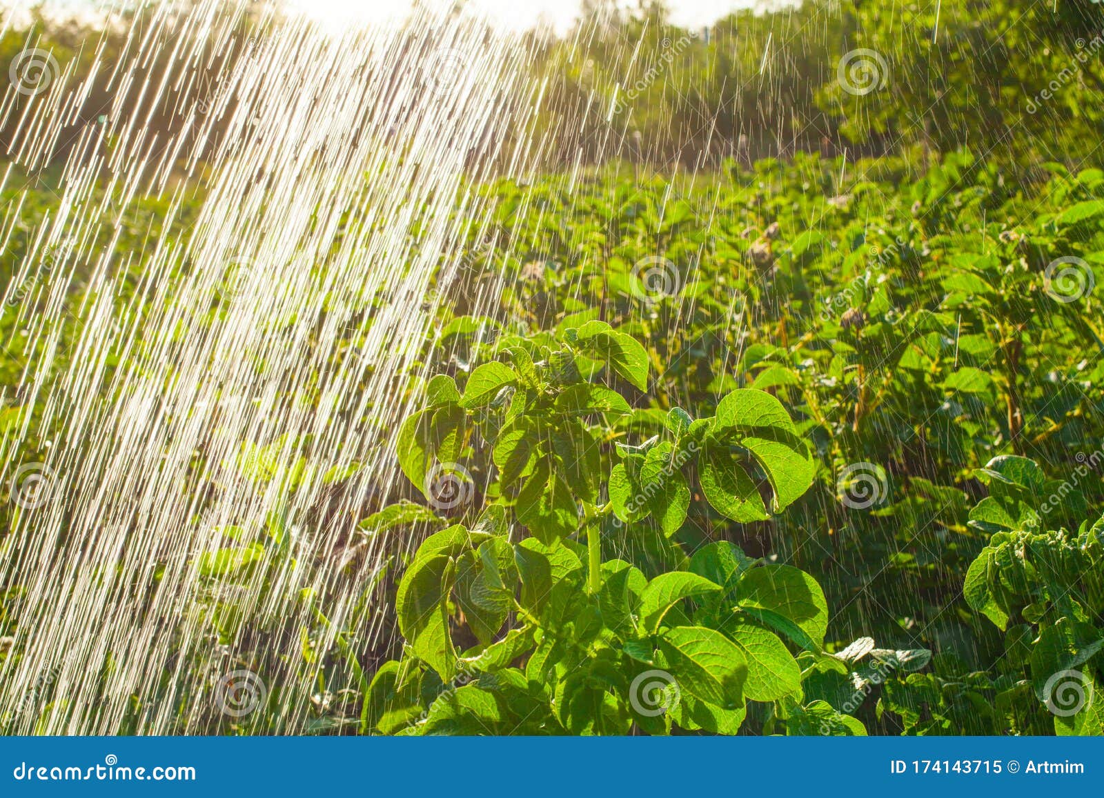 Dry Summer Makes Watering the Fields a daily Task for Farmers Stock ...