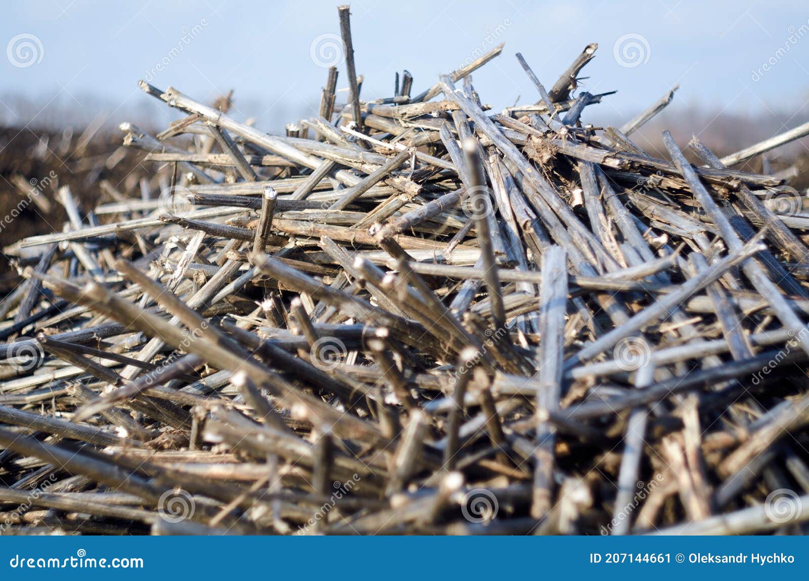 Dry Sunflower Stalks at the Field Stock Image - Image of nature ...