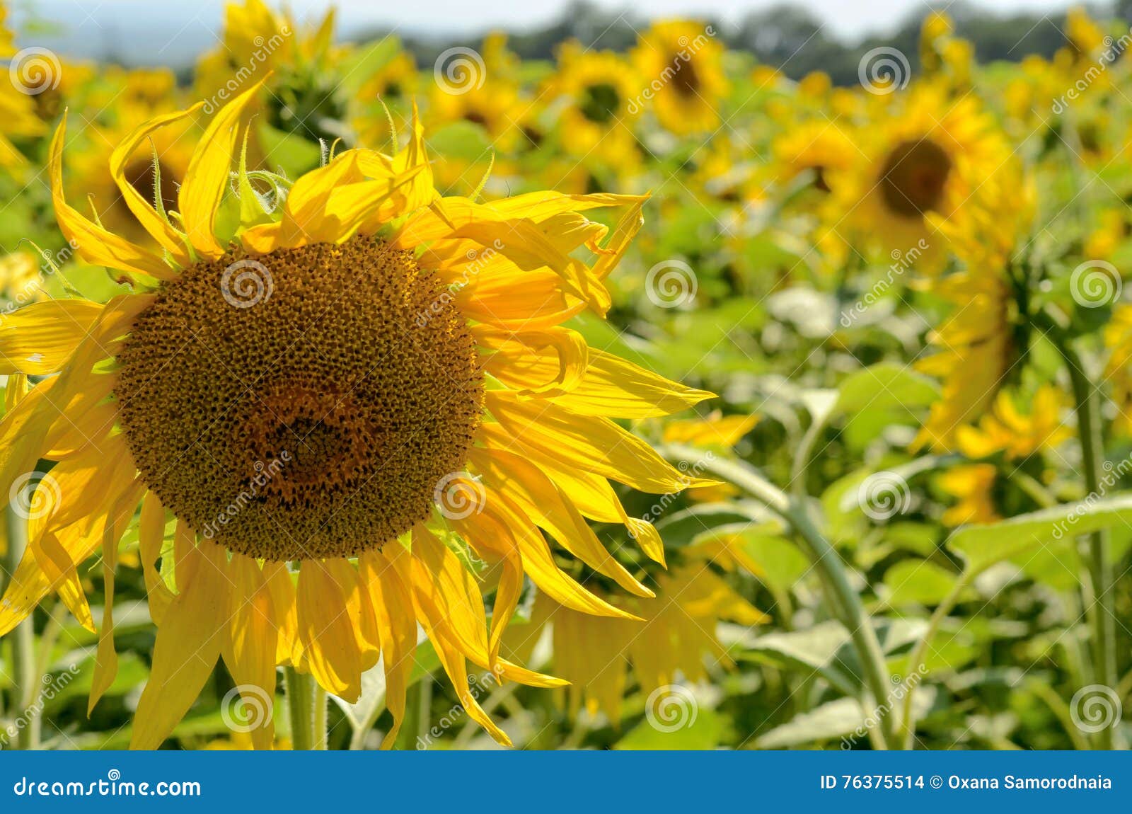 Dry Sunflower with Tilted Head Stock Photo - Image of garden, floral ...