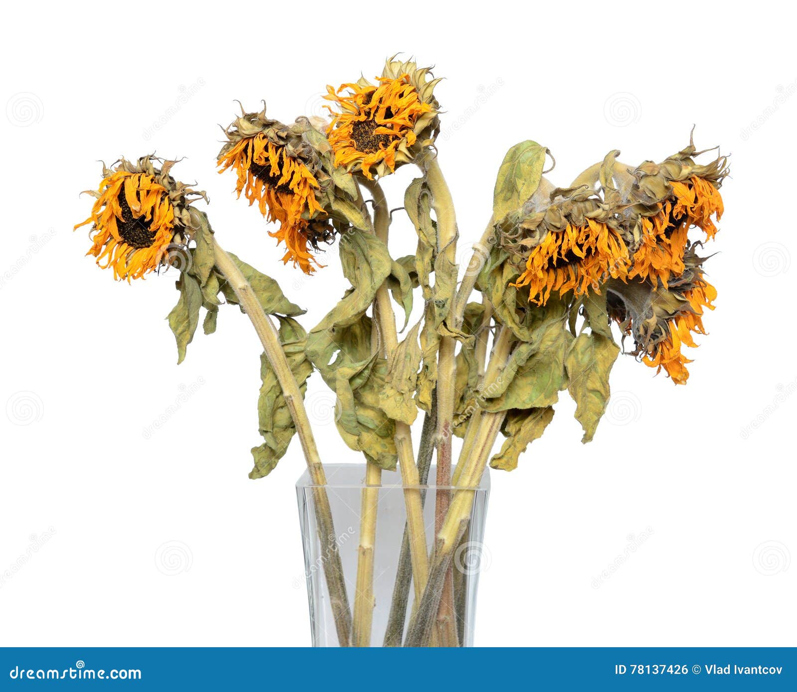 Dry sunflower in a vase stock photo. Image of flower - 78137426