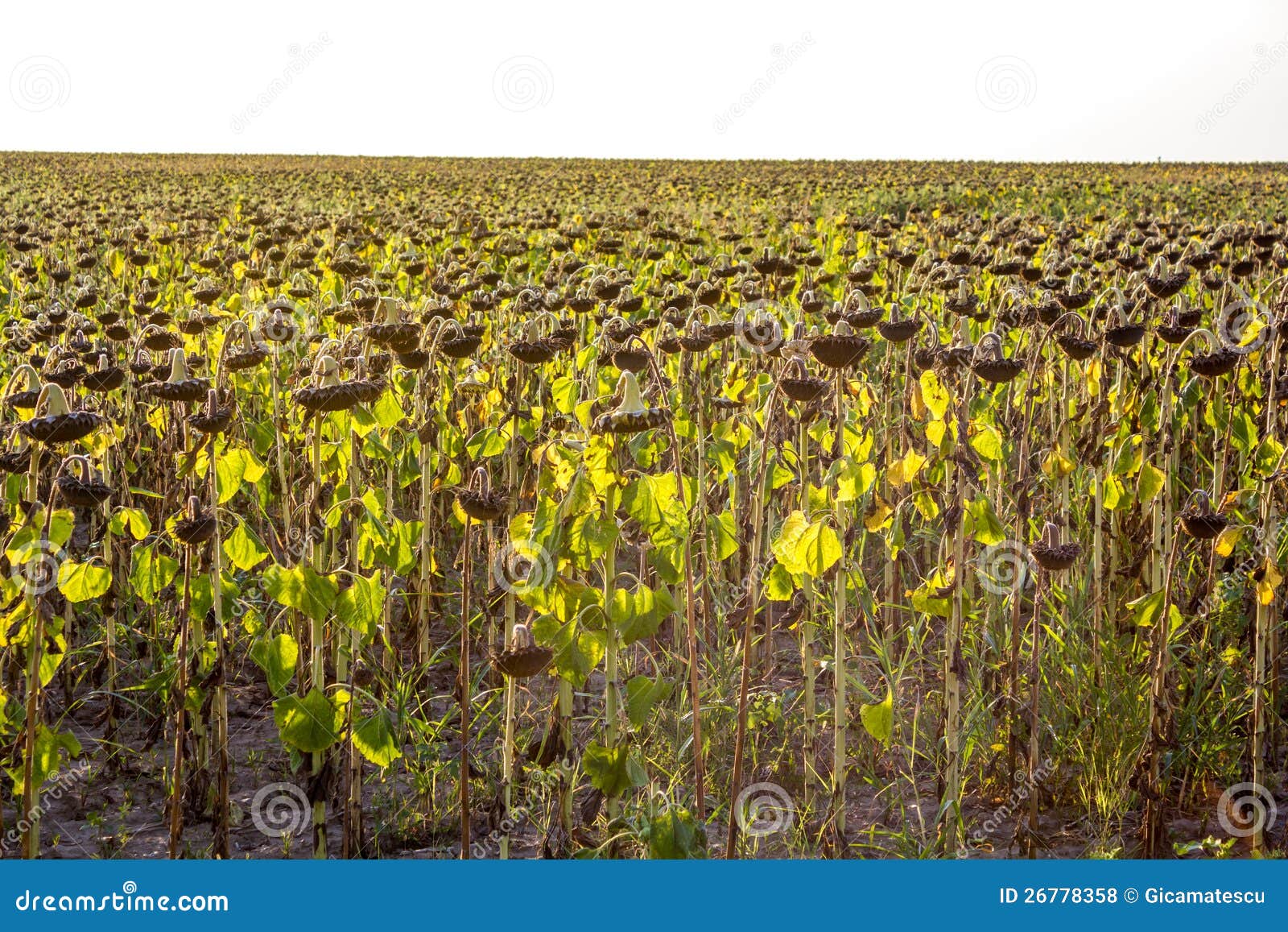 Dry sunflowers stock photo. Image of agricultural, black - 26778358