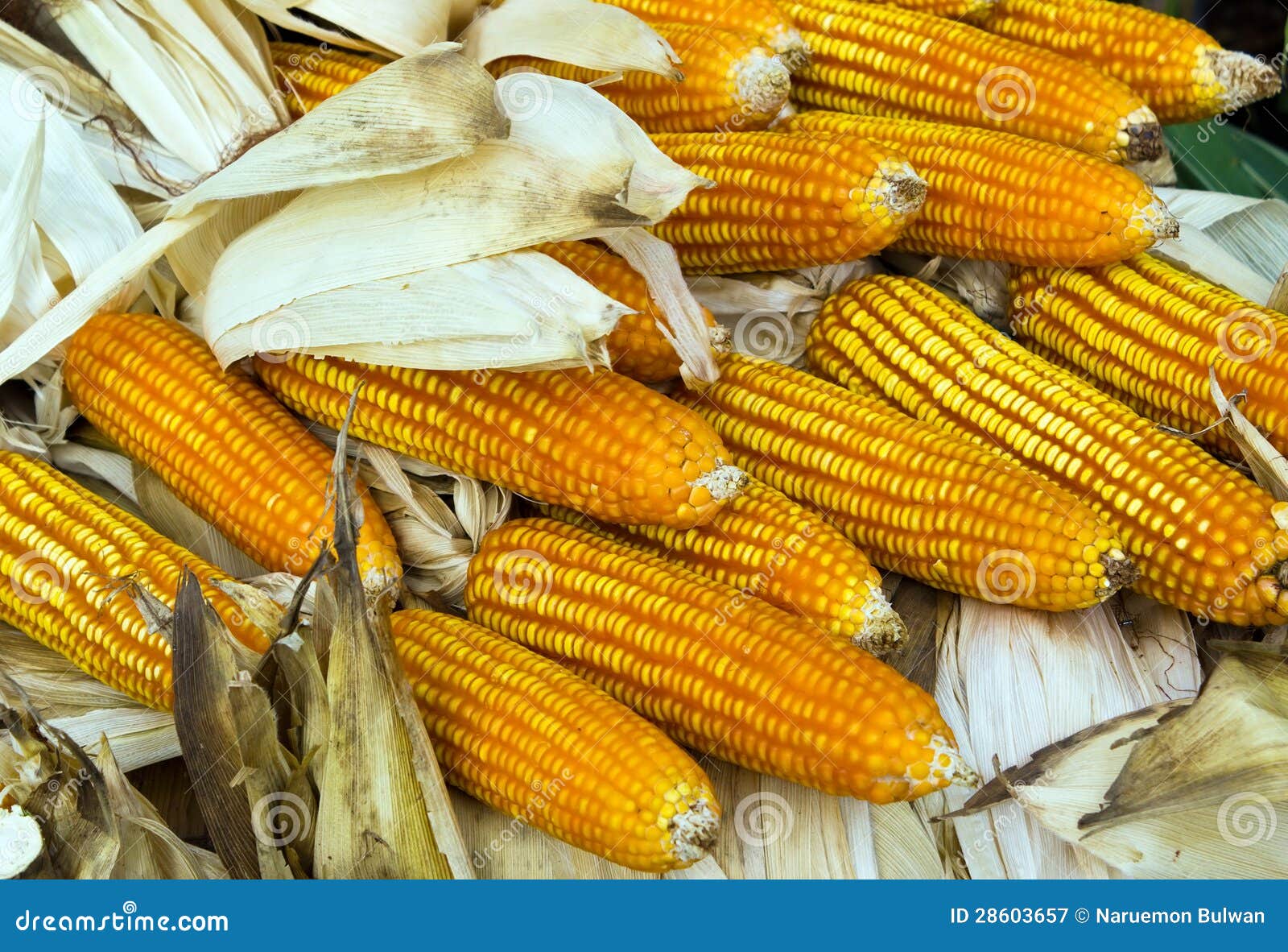 Dry sweet corn stock image. Image of ingredient, plant - 28603657