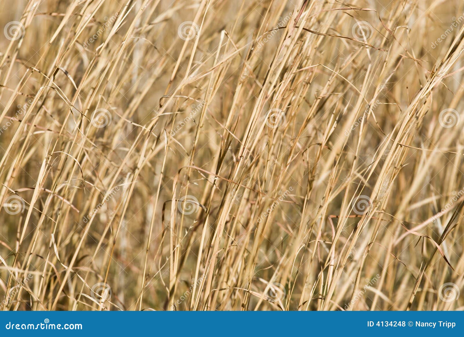 Dry Switch Grass Background Stock Photo - Image of outside, outdoors ...