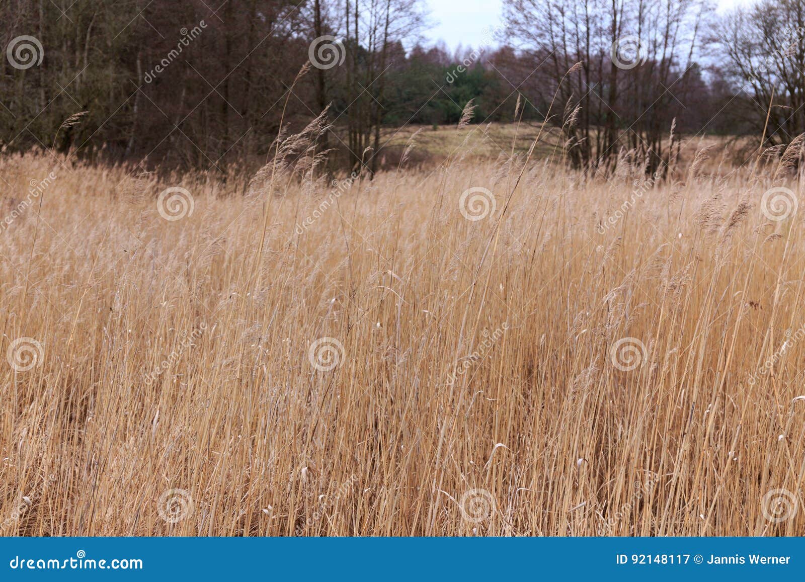 Dry Tall Grass stock image. Image of outdoor, outdoors - 92148117