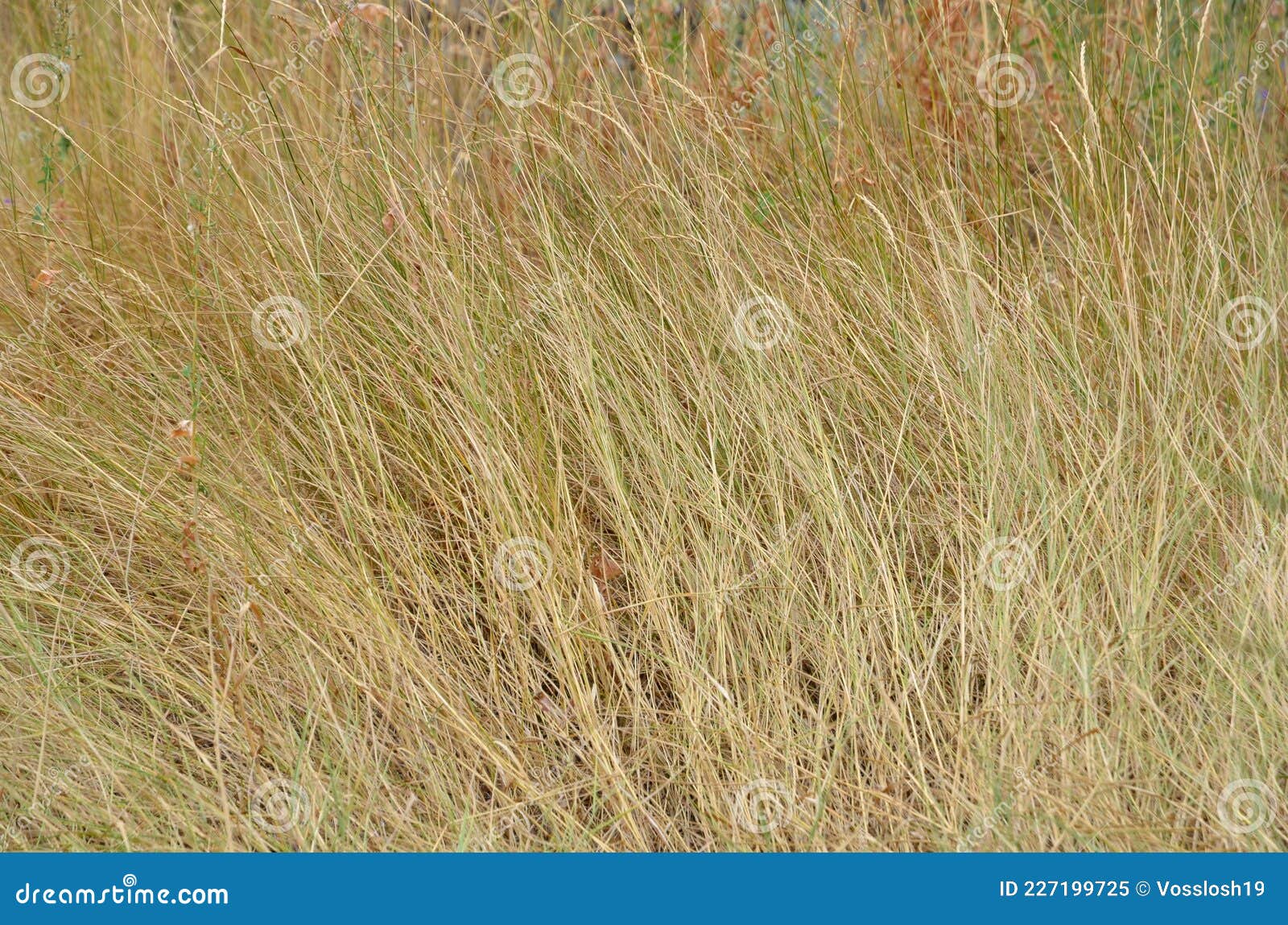 Dry Tall Grass among Meadows during Dry Summer. Stock Image - Image of ...