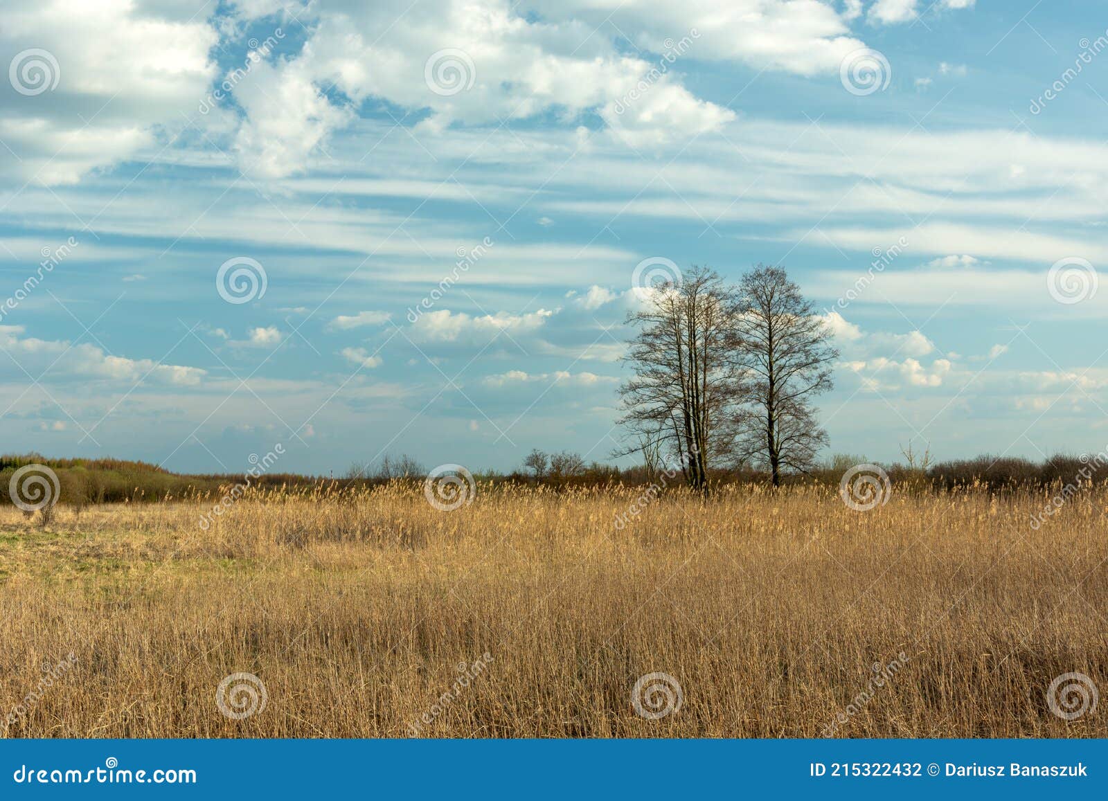 Dry Tall Grass and Trees on the Horizon Stock Photo - Image of field ...