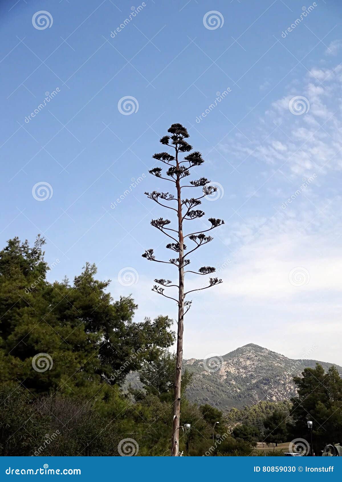 Dry tall tree stock photo. Image of natural, tree, strange - 80859030