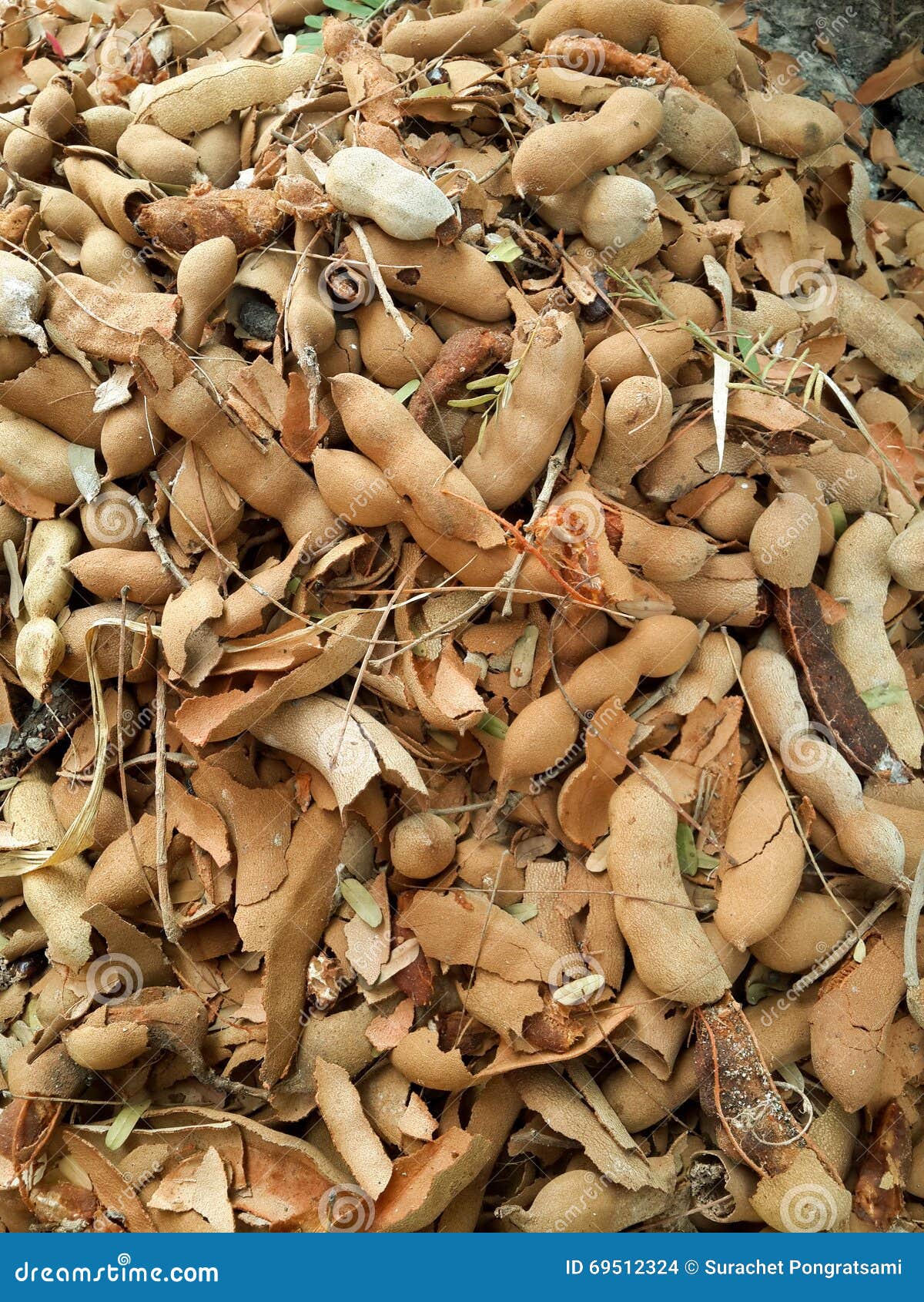 Dry tamarind stock photo. Image of fruit, natural, close - 69512324