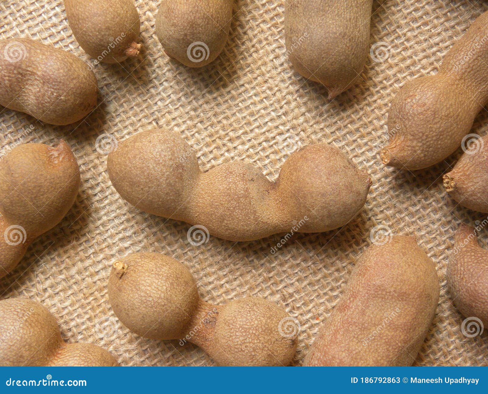 Dry Tamarind fruit stock image. Image of nutrition, bean - 186792863