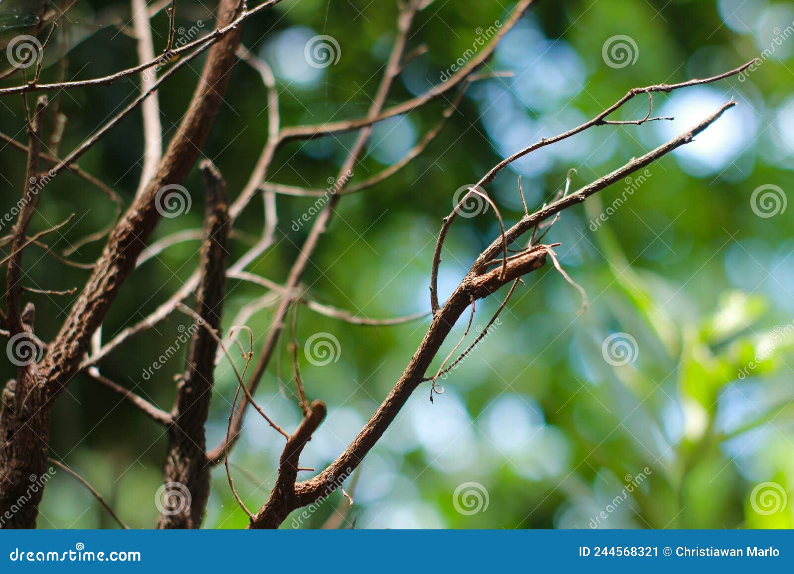 Dry Tamarind Tree Trunk, Dead Tamarind Tree Stock Image - Image of ...