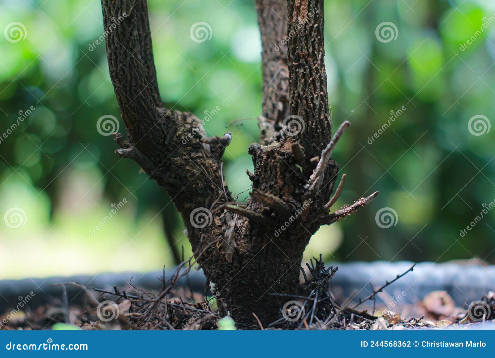 Dry Tamarind Tree Trunk, Dead Tamarind Tree Stock Photo - Image of ...