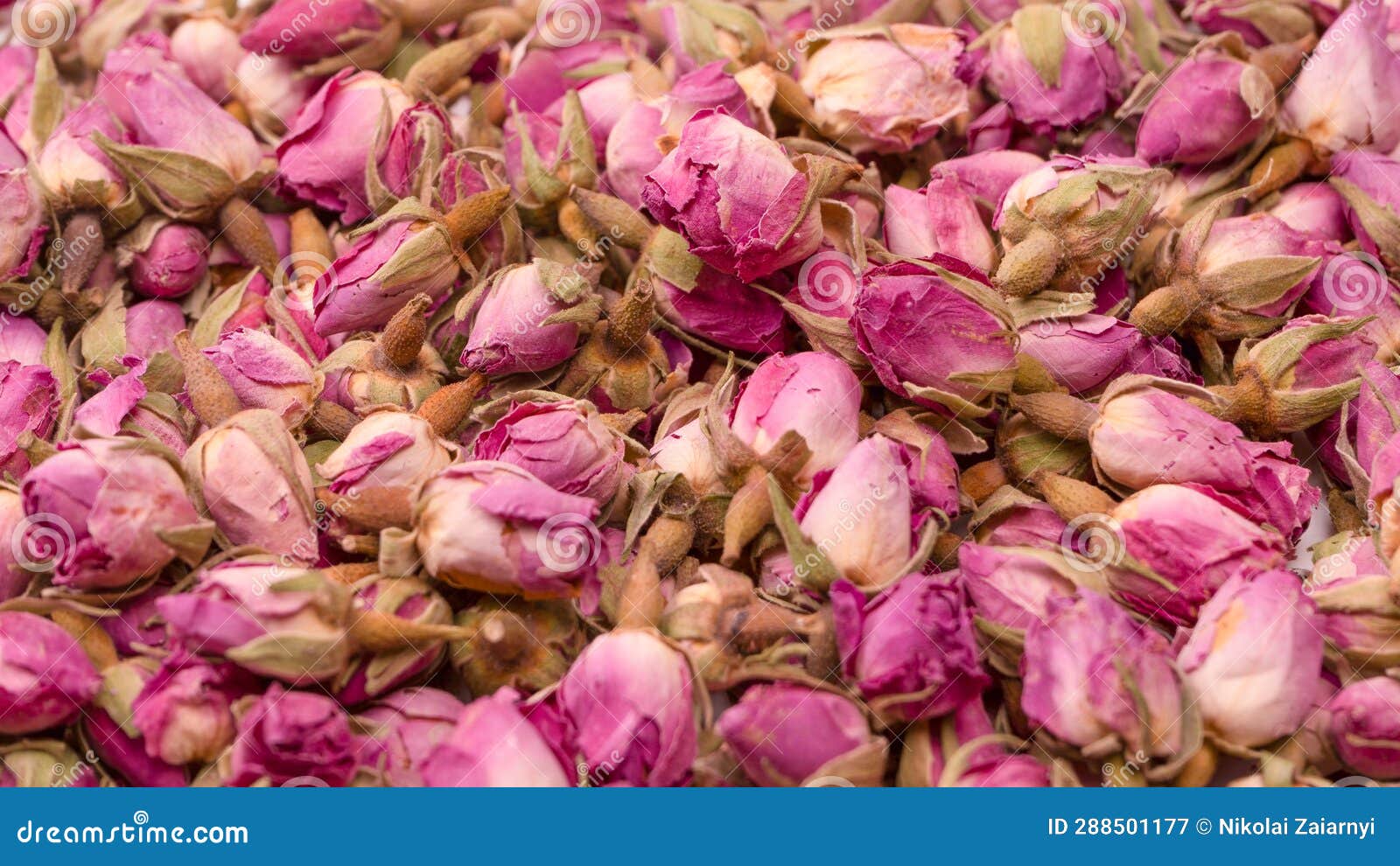 Dry Tea Roses Isolated on White Background Stock Image - Image of ...