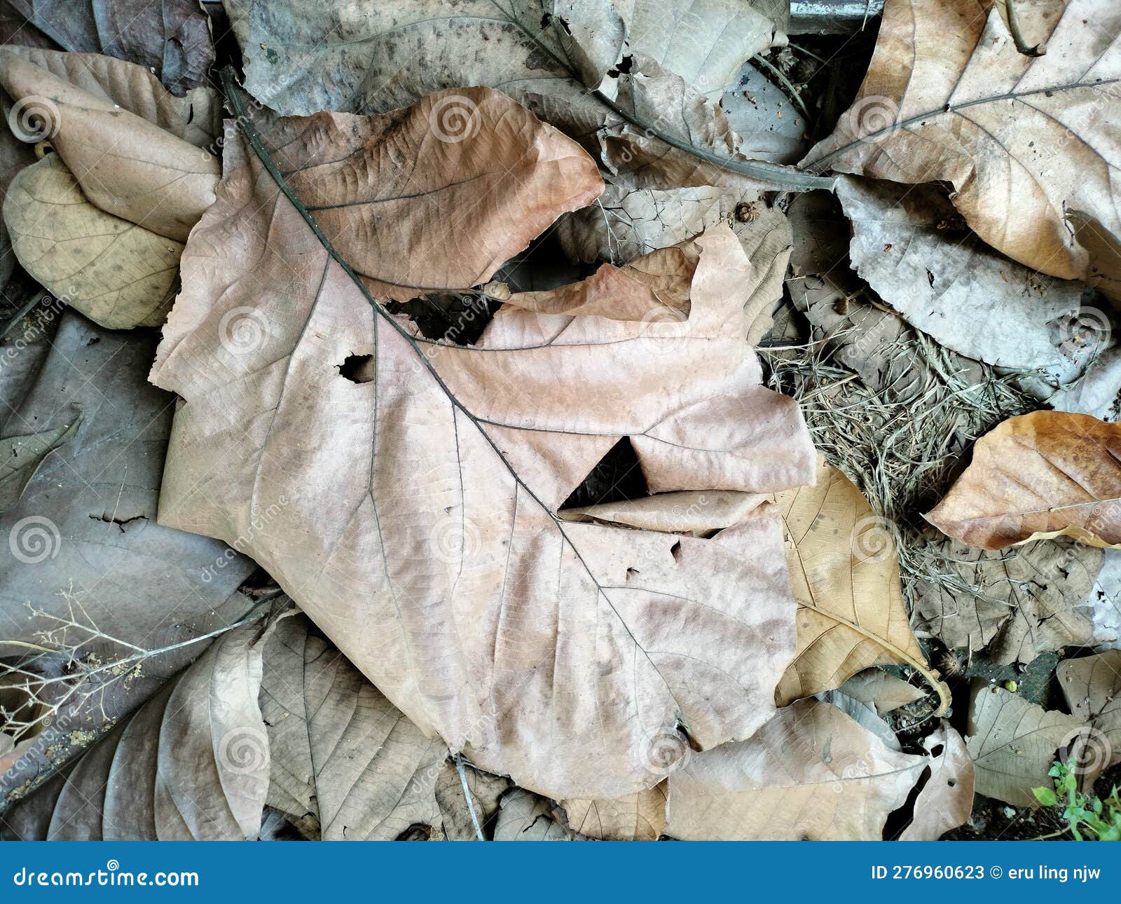 Dry teak leaves stock image. Image of leaf, leaves, teak - 276960623