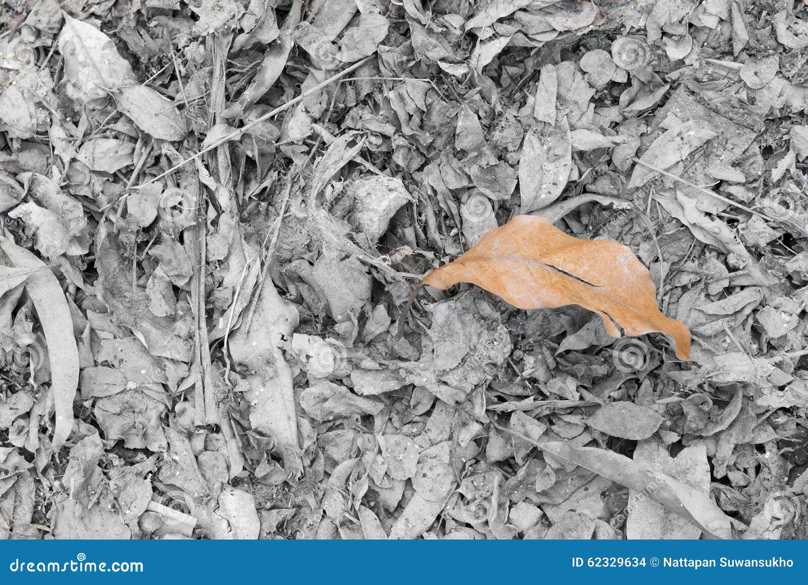 Fallen Teak Leaf On Ground, Composting Fall Leaves, Biomass And Mulch ...