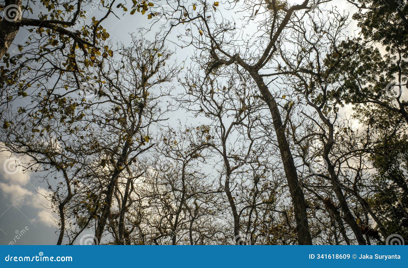 Dry Teak Trees Canopy in the Forest with Blue Sky Background. Natural ...