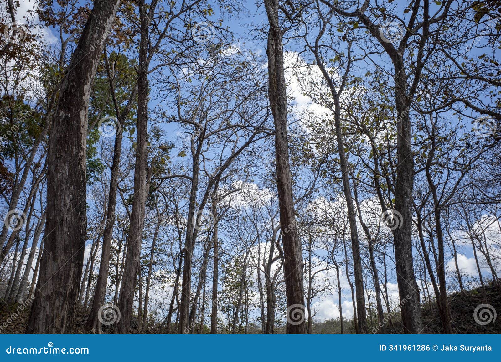Dry Teak Trees Canopy in the Forest with Blue Sky Background. Dry Teak ...