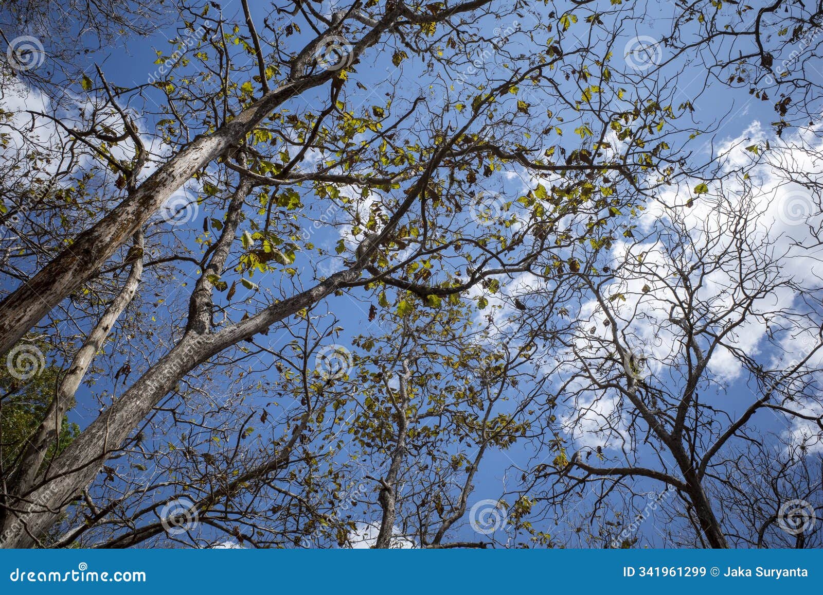 Dry Teak Trees Canopy in the Forest with Blue Sky Background. Dry Teak ...