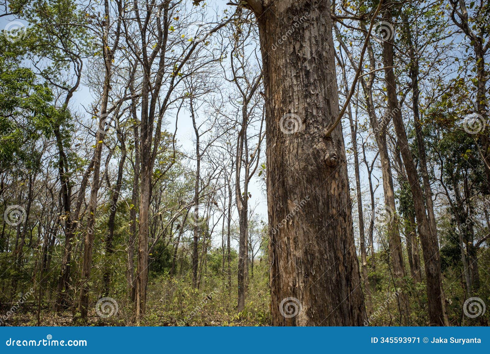 Dry Teak Trees Canopy in the Forest with Blue Sky Background. Natural ...