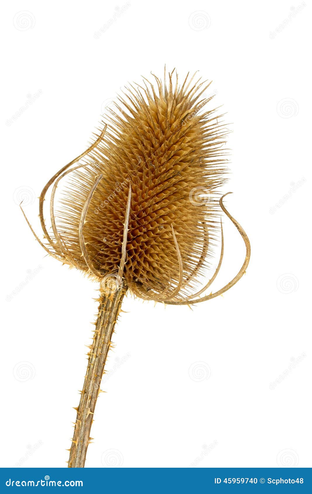 Dry teasel head on white stock photo. Image of spiny - 45959740
