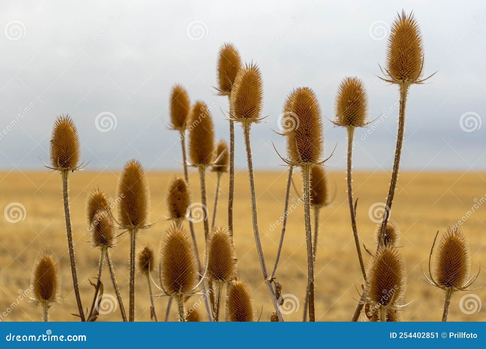 Dry teasel seedheads stock image. Image of teazle, prickly - 254402851