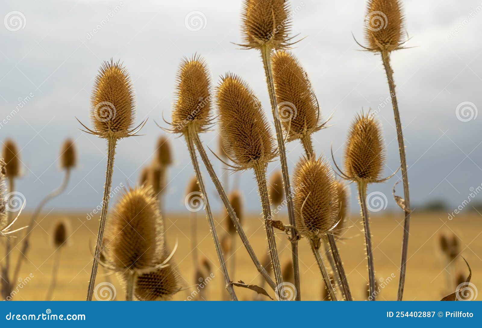 Dry teasel seedheads stock image. Image of outdoor, closeup - 254402887
