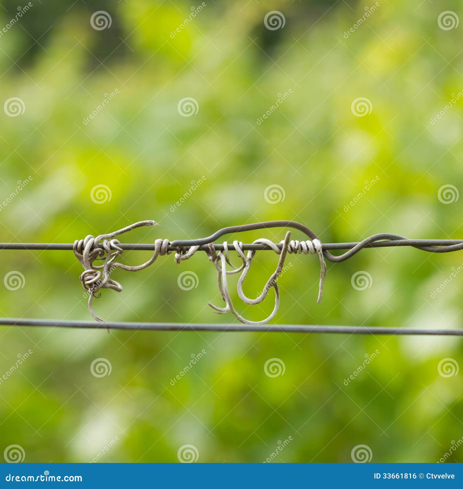 Dry tendril on wire stock photo. Image of metal, white - 33661816