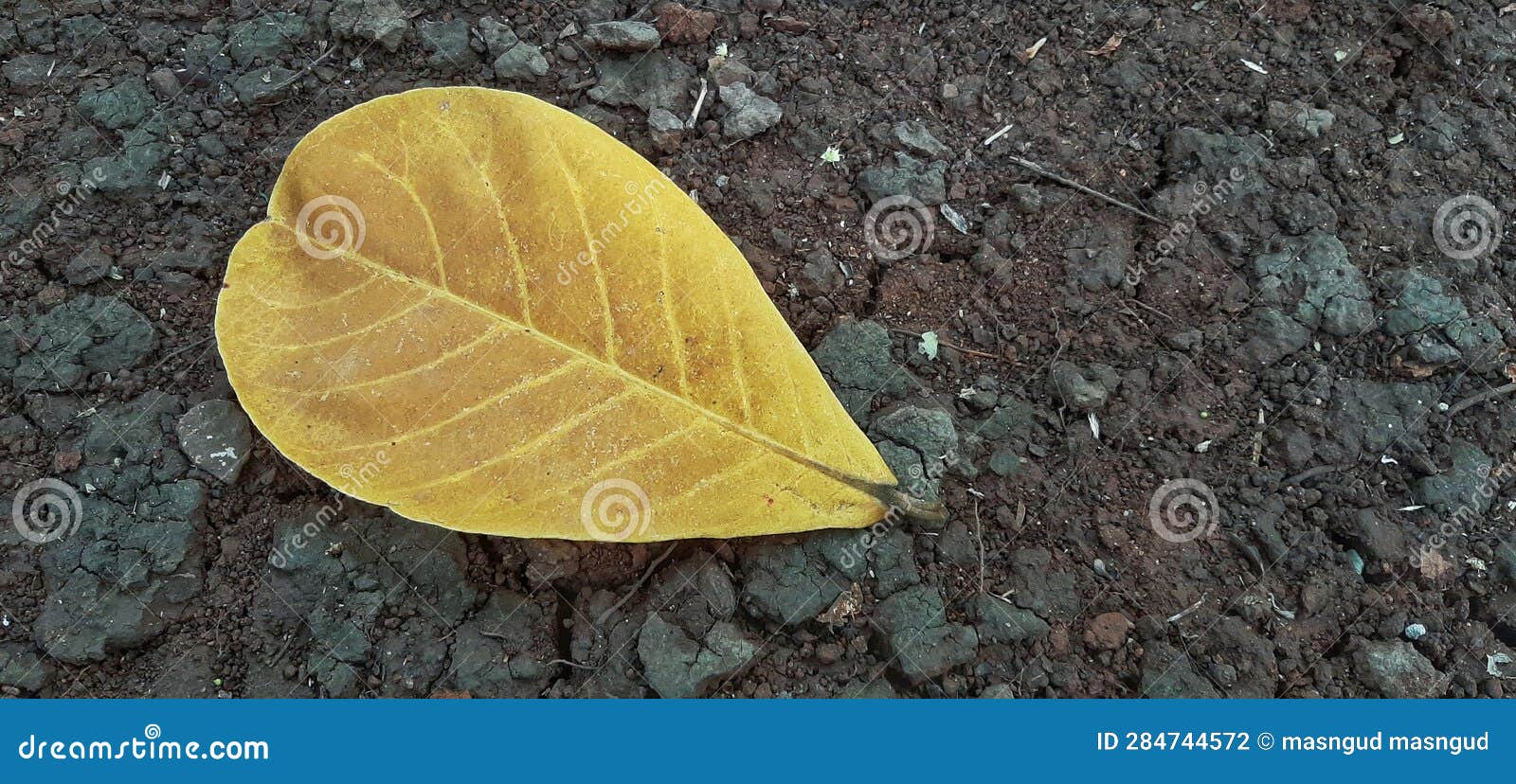 Dry Terminalia Catappa Leaves that Fall To the Ground Stock Photo ...