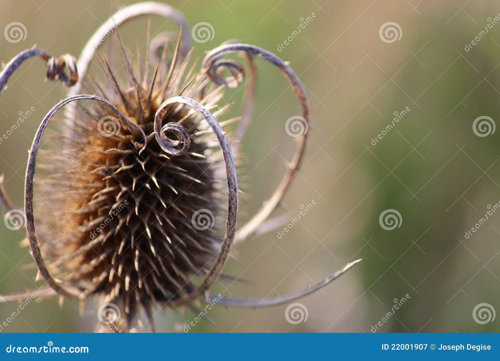 Dry Thistle stock image. Image of herbal, floral, dried - 22001907